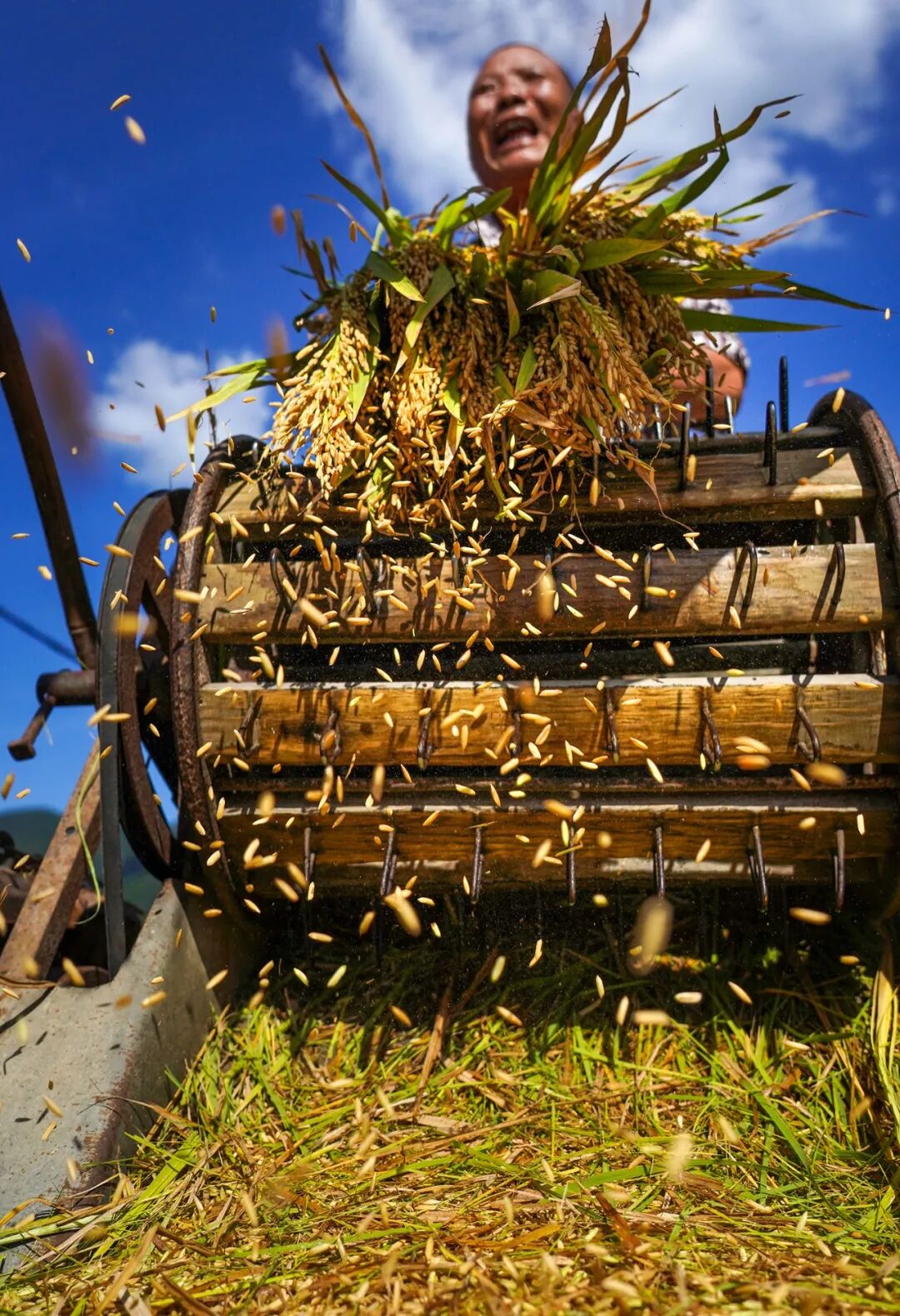 The Origins of China's Five Grains: Where Did They Truly Come From?