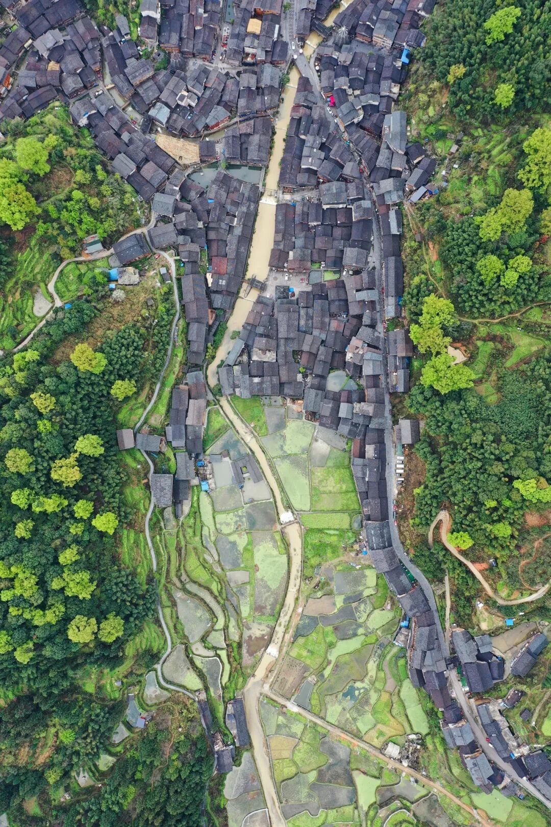 The Rice Map of China