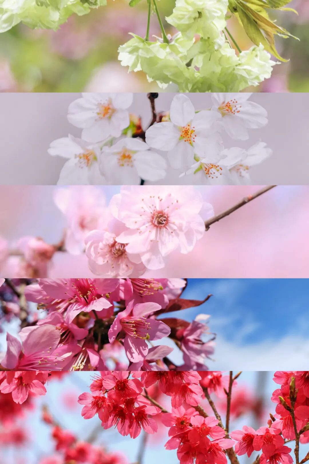 China's Cherry Blossom Map: Where to Find the Most Stunning Sakura?
