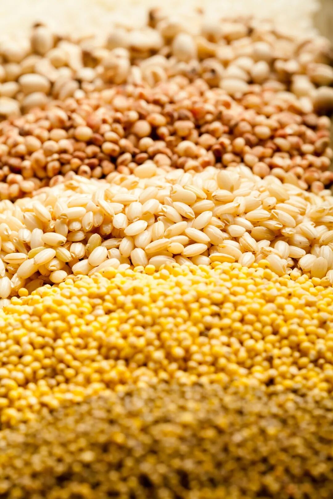 The Origins of China's Five Grains: Where Did They Truly Come From?