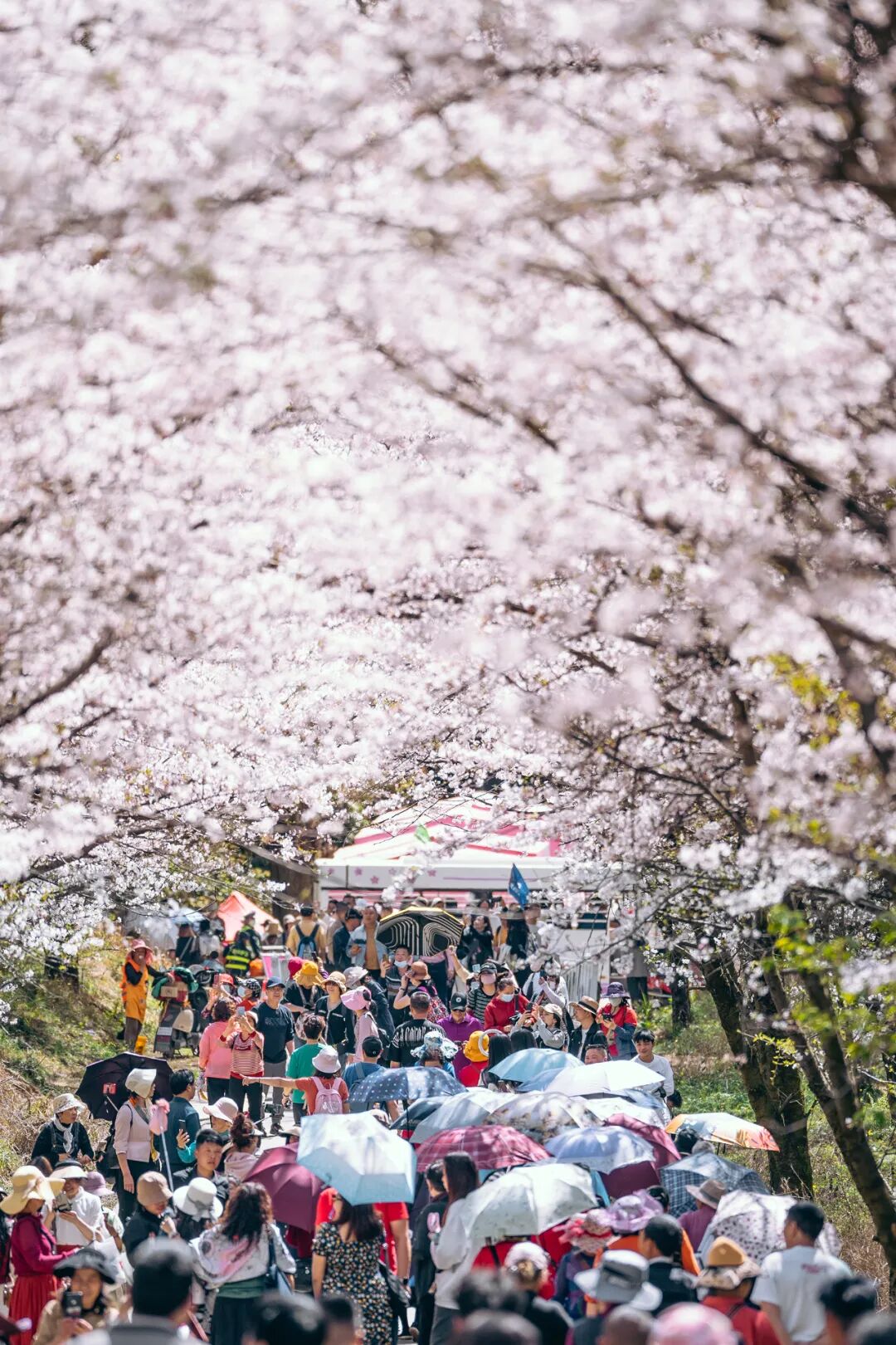 How Enchanting Is Spring in Guizhou? Home to the World's Largest Cherry ...