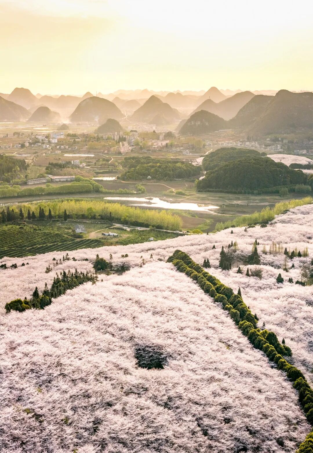 How Enchanting Is Spring in Guizhou? Home to the World's Largest Cherry ...
