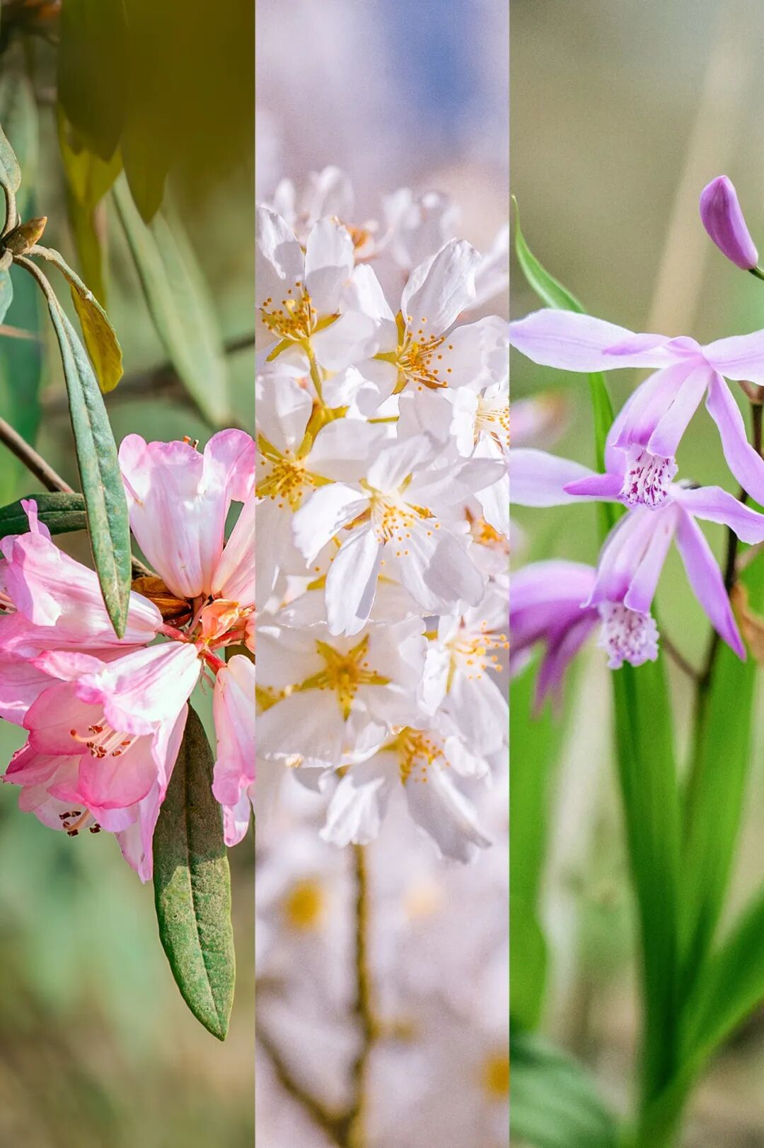 How Enchanting Is Spring in Guizhou? Home to the World's Largest Cherry ...