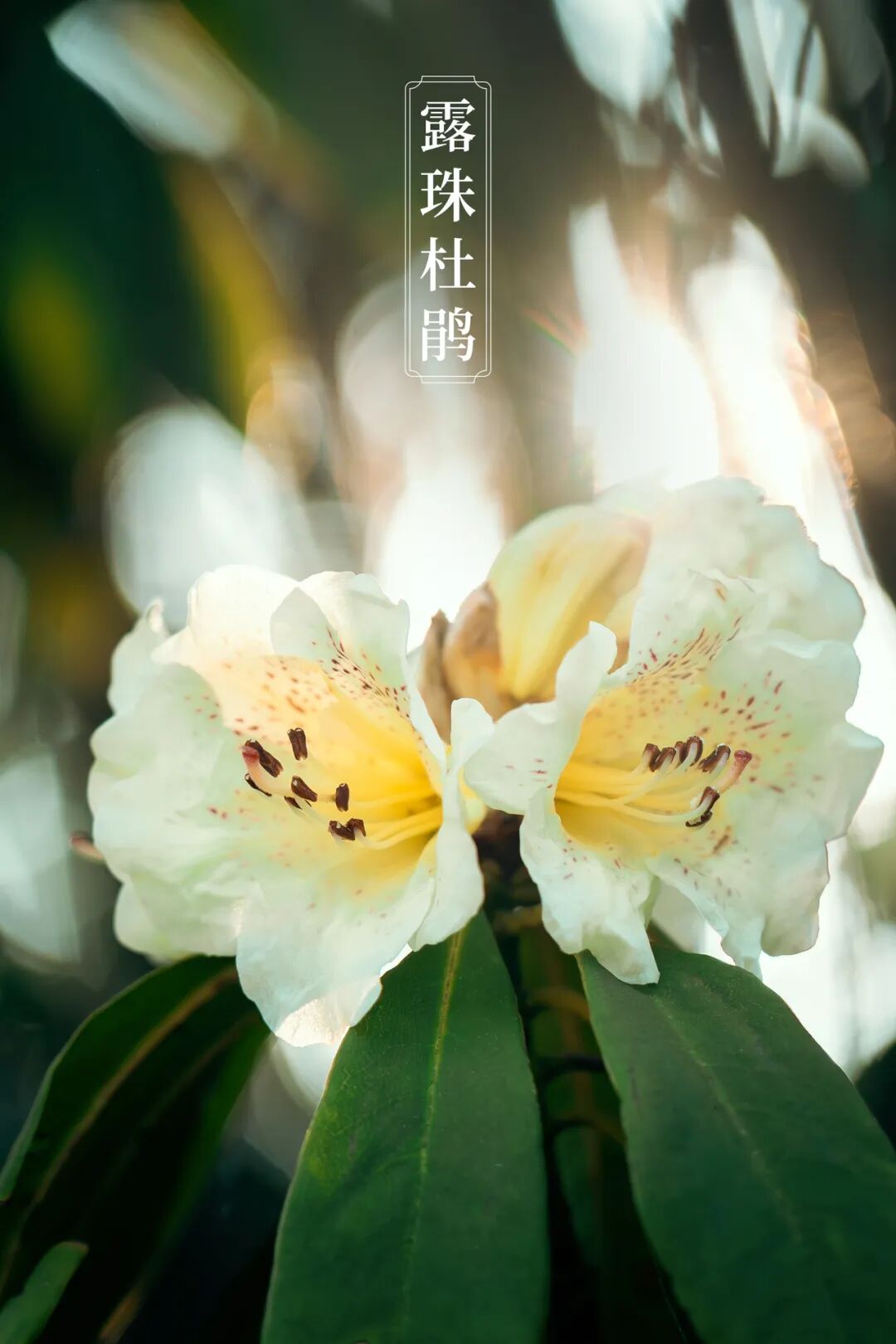 How Enchanting Is Spring in Guizhou? Home to the World's Largest Cherry ...